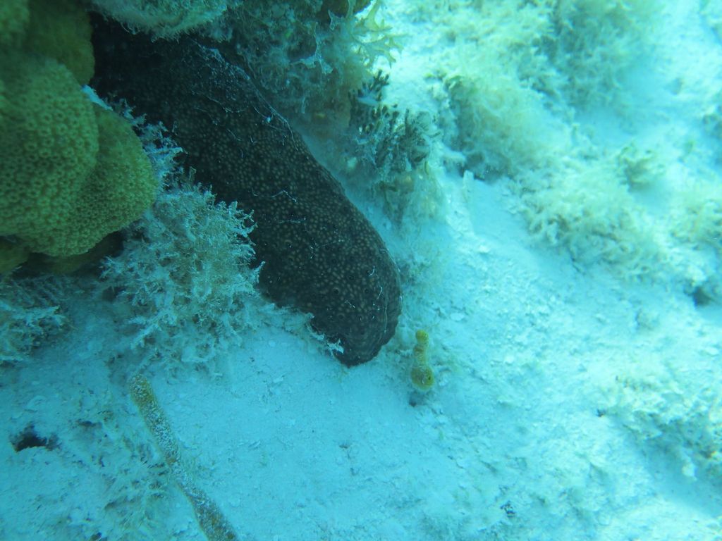 Chocolate Chip Sea Cucumber from Progreso, Yuc., México on May 19, 2016 ...
