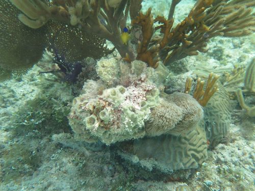 Dysidea janiae · iNaturalist