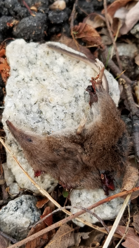 Masked Shrew from New Castle, DE 19720, USA on December 17, 2021 at 07: ...