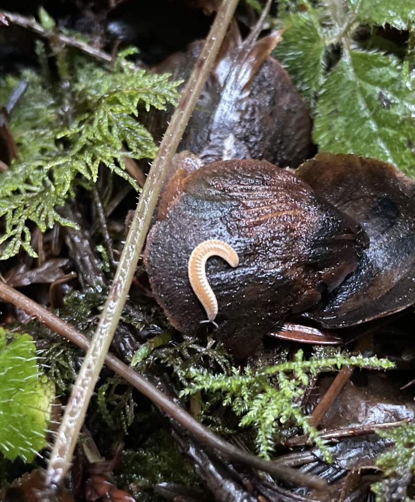 Stenozonium leonardi from Olympic National Forest, Quinault, WA, US on ...