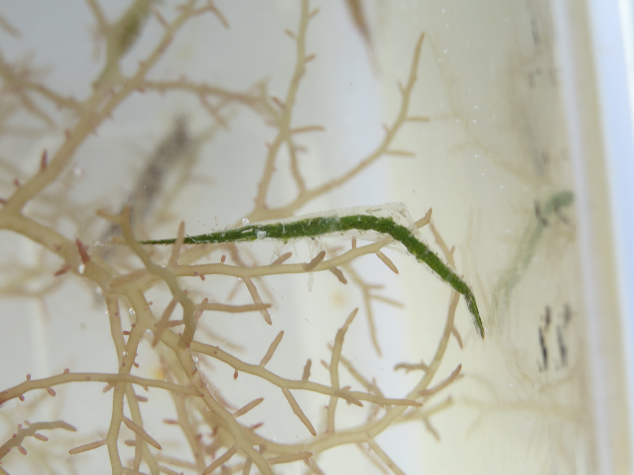 Tozeuma carolinense Kingsley, 1878