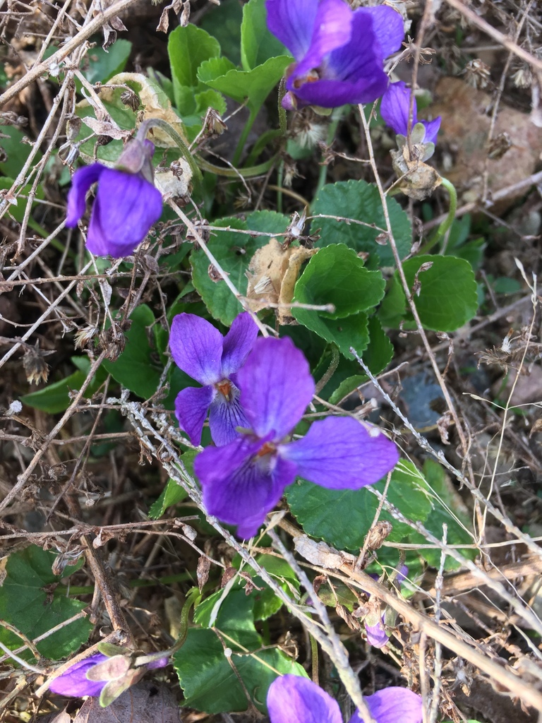pansies and violets from 5484 East Bay Hwy, Cape Breton, NS, CA on May ...