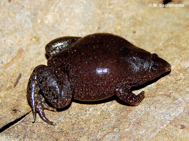 Myersiella microps (Anfíbios e répteis do Parque Nacional da Tijuca ...