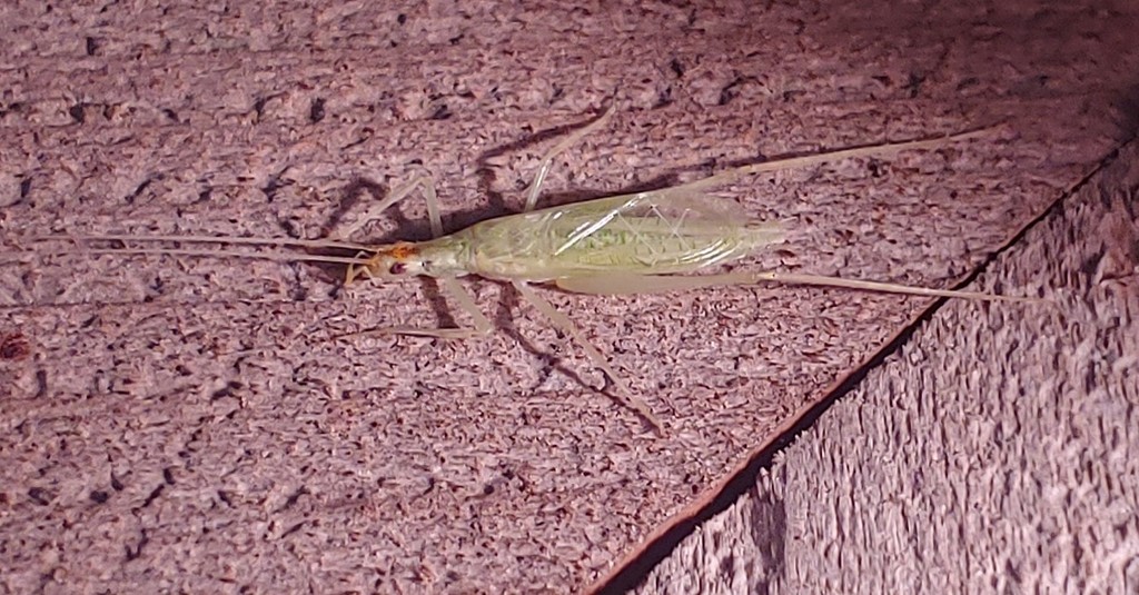 Narrow-winged Tree Cricket in October 2021 by Sarah Kelsey · iNaturalist