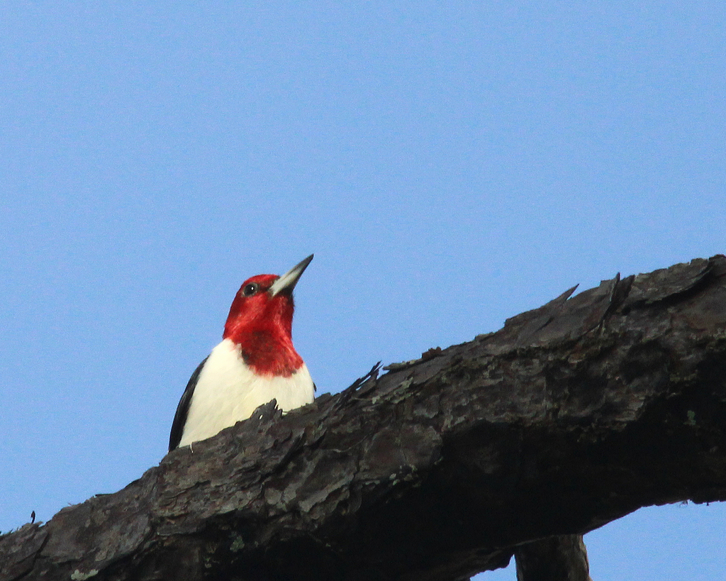 Red-headed Woodpecker from Ethel, Florida, United States on December 18 ...