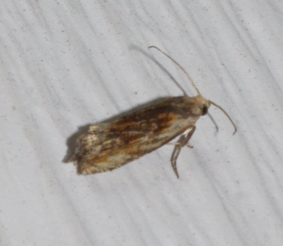 Beautiful Eucosma Moth from Québec, Canada on July 13, 2021 at 09:44 PM ...