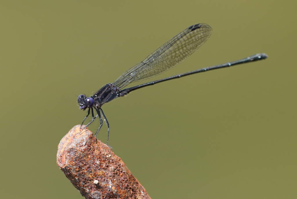 Dusky Dancer (Odonata of Belize) · iNaturalist