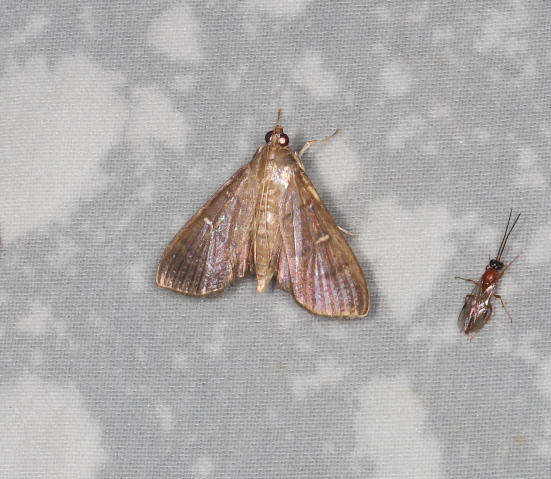 Pramadea Moore, 1888