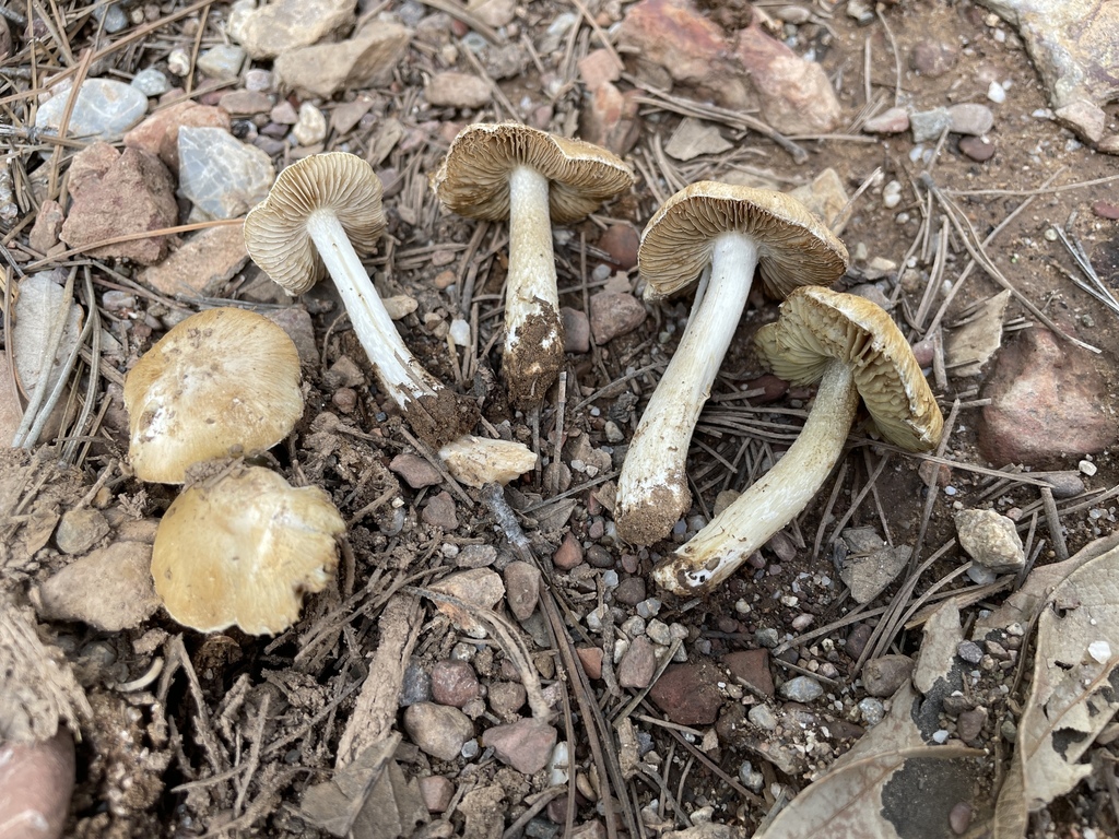 Fiber Caps in August 2021 by Jonathan Frank. Top ITS Blast match (484/ ...