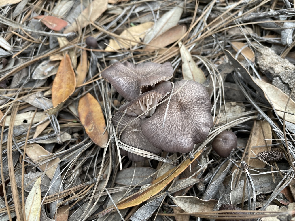 Leptonia in August 2021 by Jonathan Frank · iNaturalist