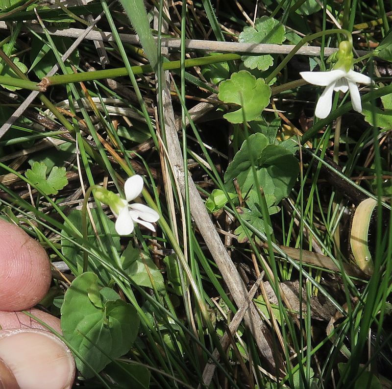 swamp violet (Viola caleyana) - Botanical Realm