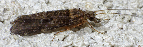 Atopsyche erigia · iNaturalist