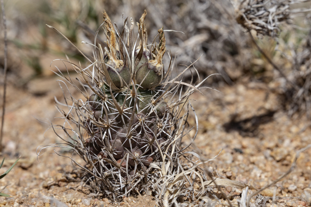 paperspine fishhook cactus in May 2021 by Cecelia Alexander · iNaturalist