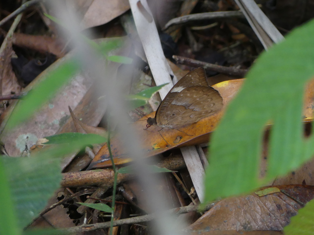 Euriphene incerta incerta from Lekoko Department, Gabon on October 02 ...
