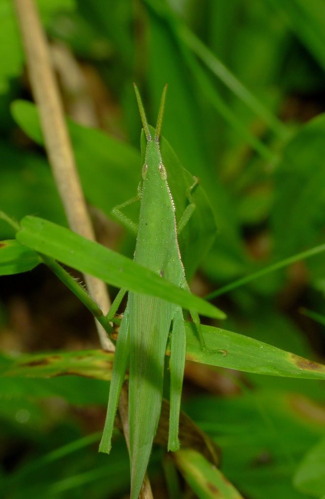 Northern Grass Pyrgomorph from Brisbane - UQ St. Lucia campus on April ...