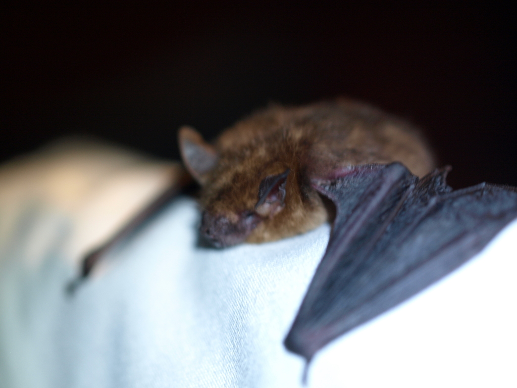 black-winged little yellow bat (Costa Rica Mammals) · iNaturalist