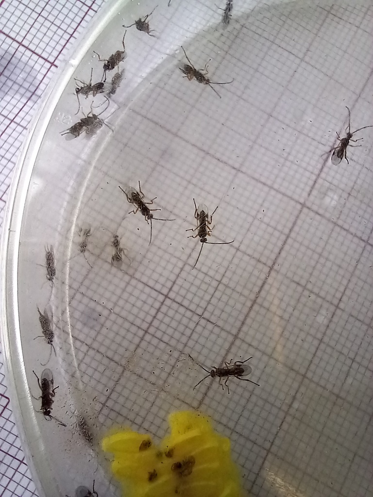 Cabbage White Parasitoid Wasp from Rua Professor José Sebastião e Silva ...