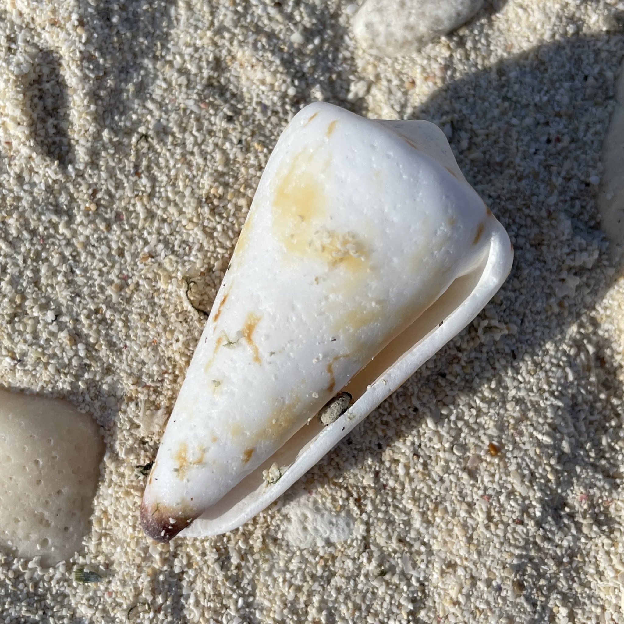 Conus generalis Linnaeus, 1767