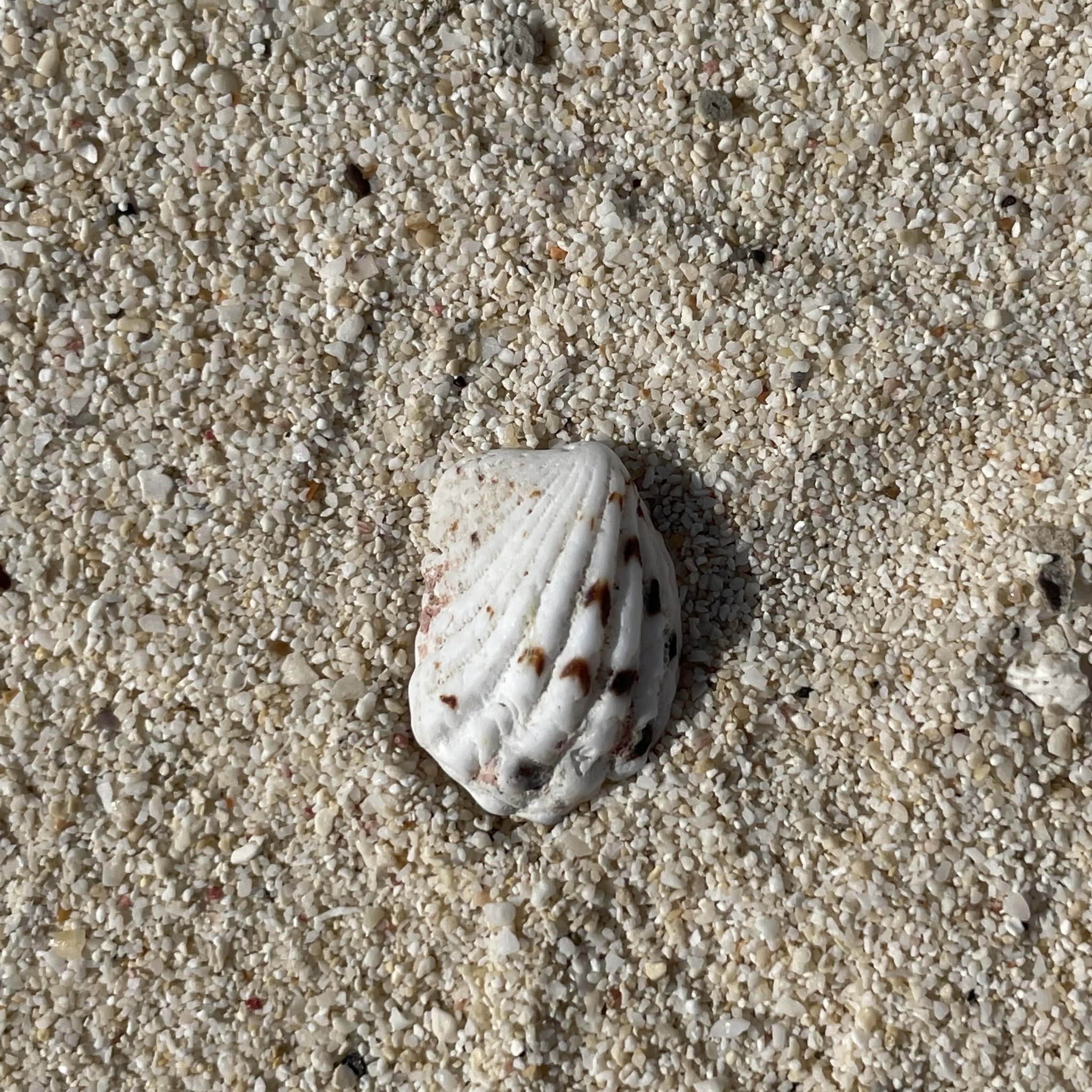 Cardita variegata Bruguière, 1792