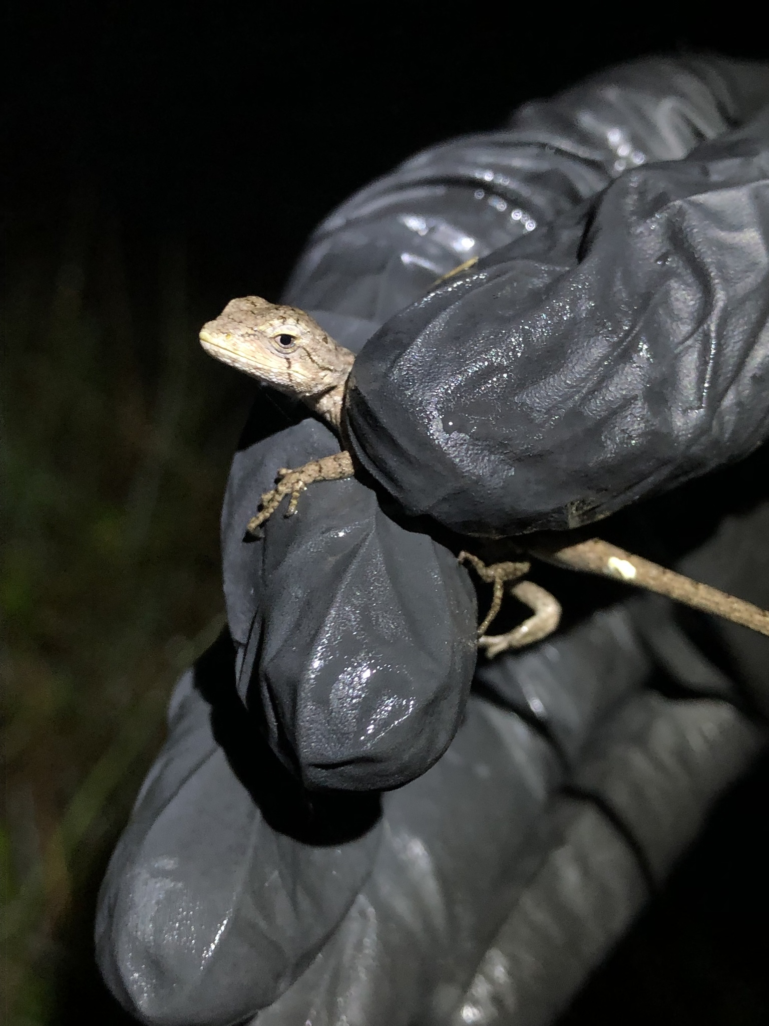 Anisolepis grilli Boulenger, 1891