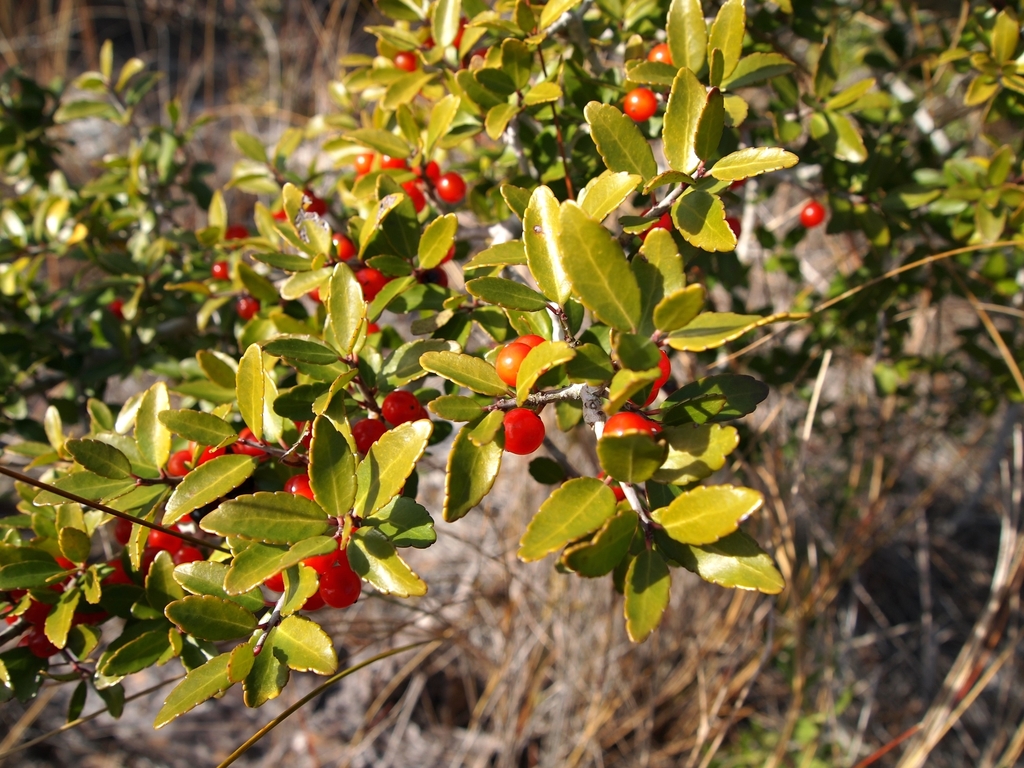 Yaupon Holly (Okaloosa County Common Schoolyard Taxa) · iNaturalist