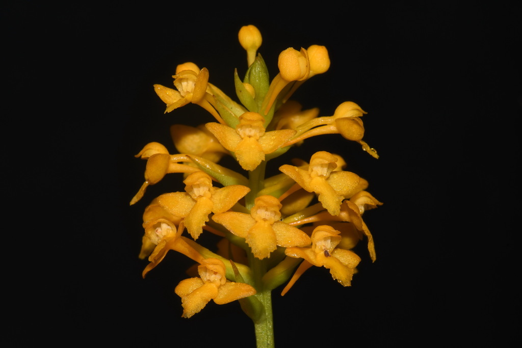 Yellow Fringeless Orchid in August 2021 by Brian Finzel · iNaturalist