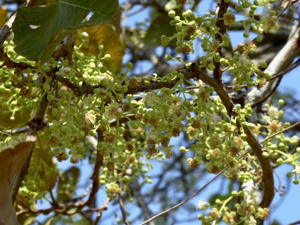 Sandpaper tree from Emiliano Zapata, Tabasco, Mexico on February 26 ...