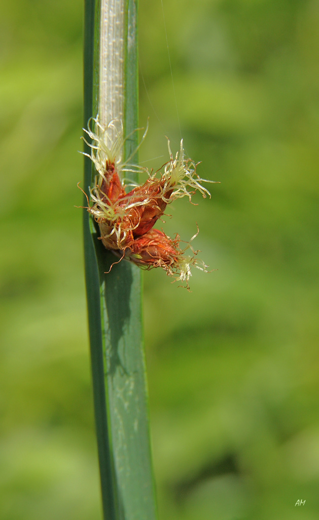 three-square bulrush from Nicolet, QC, Canada on June 07, 2010 at 09:54 ...