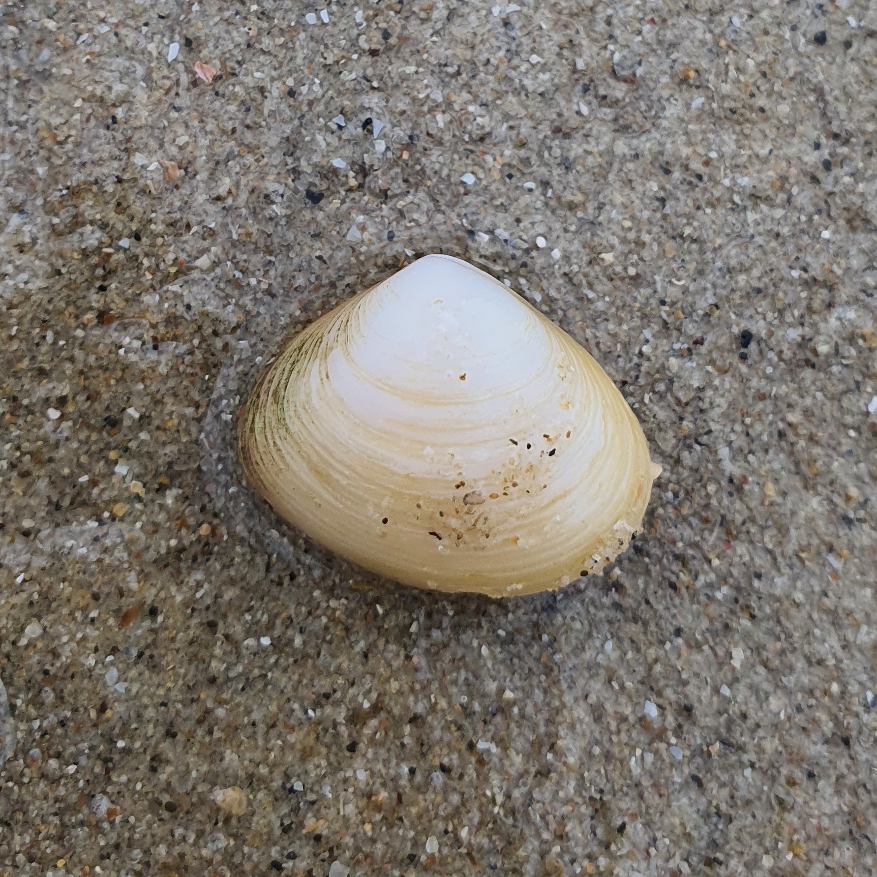 Atactodea striata (Gmelin, 1791)