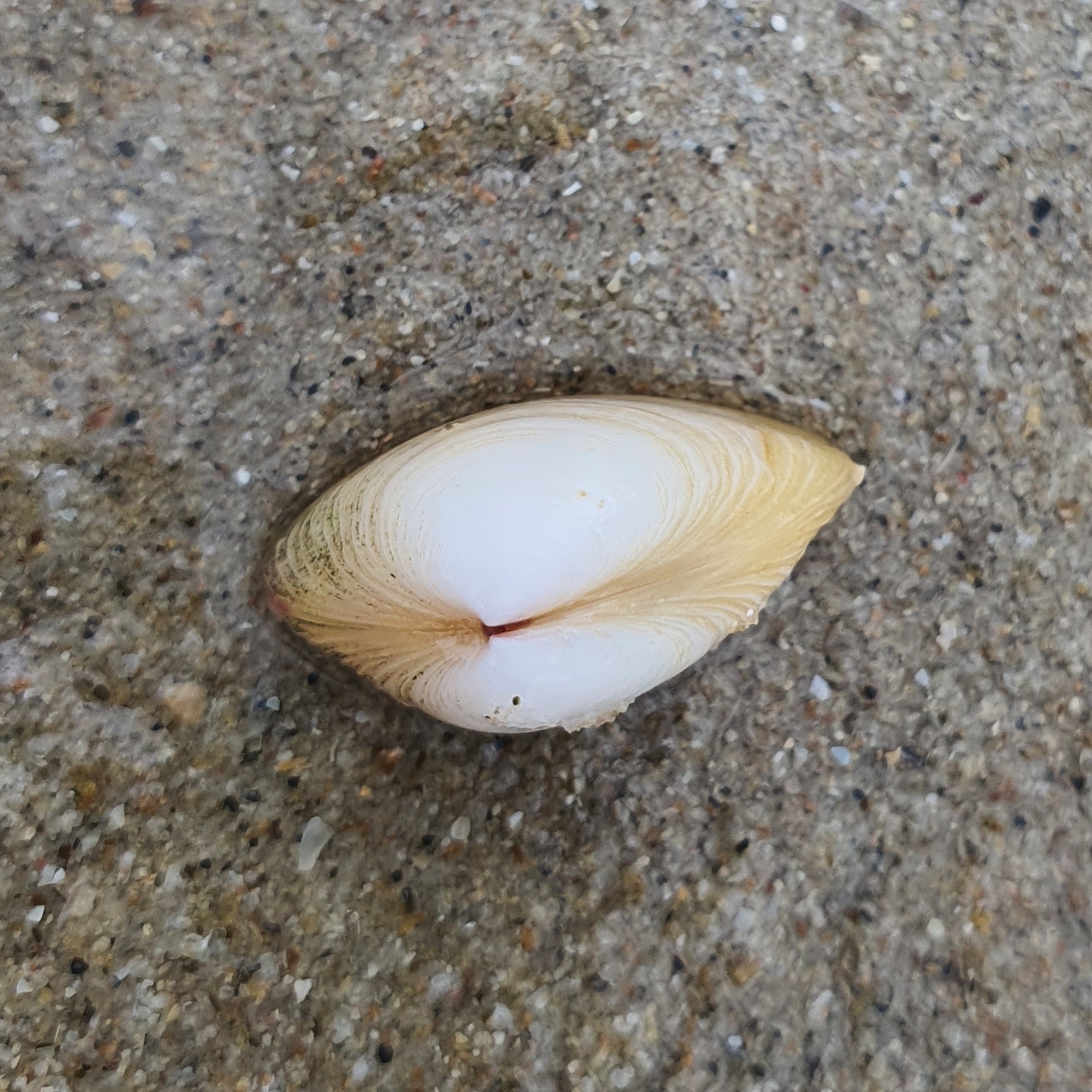 Atactodea striata (Gmelin, 1791)