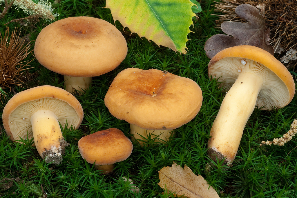 Weeping Milk Cap from Provincia di Bergamo, Italia on June 24, 2012 at ...