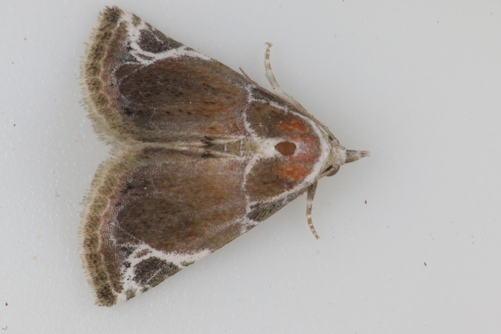 Eublemma costimacula from Kasarani, Nairobi, Kenya on December 19, 2021 ...