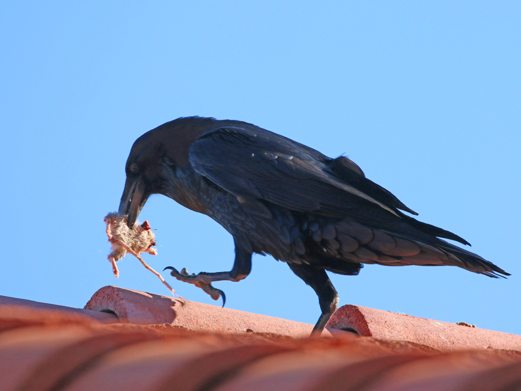 Crows and Ravens from Canoa Ranch, AZ, USA on December 18, 2021 at 02: ...