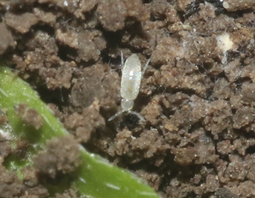 Pseudosinella rolfsi from Mission, TX, USA on December 17, 2021 at 09: ...