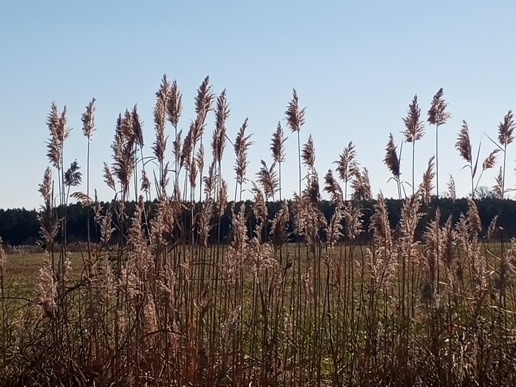 common reed from Trappe, MD 21673, USA on December 20, 2021 at 12:29 PM ...