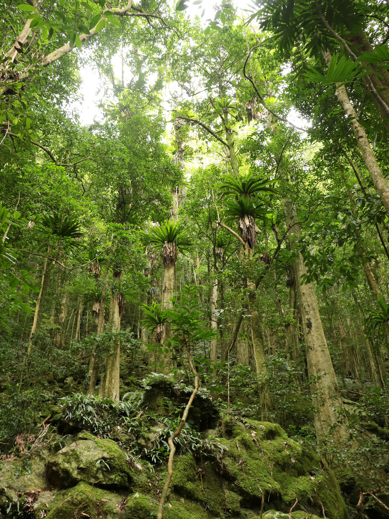 turnipwood (Akania bidwillii) - Botanical Realm