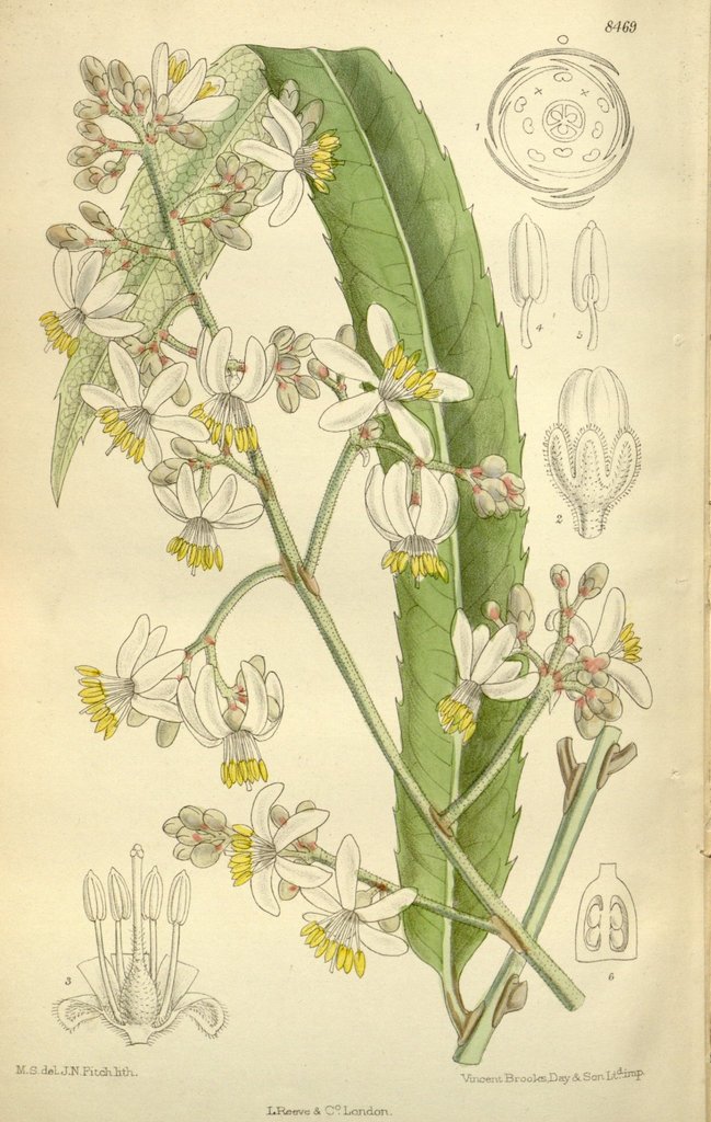 turnipwood (Akania bidwillii) - Botanical Realm