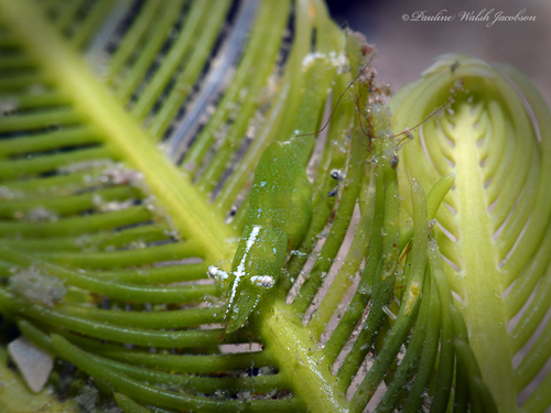 Zostera Shrimp (Hippolyte zostericola)