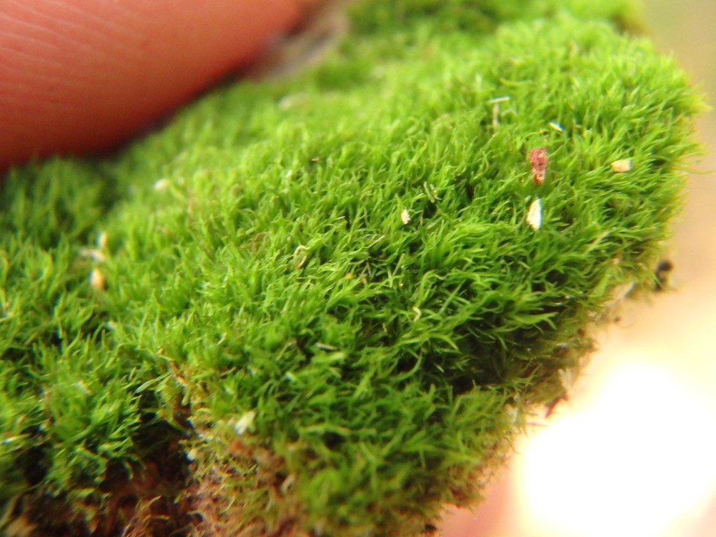 Dicranella from Alger County, MI, USA on September 26, 2021 at 02:11 PM ...