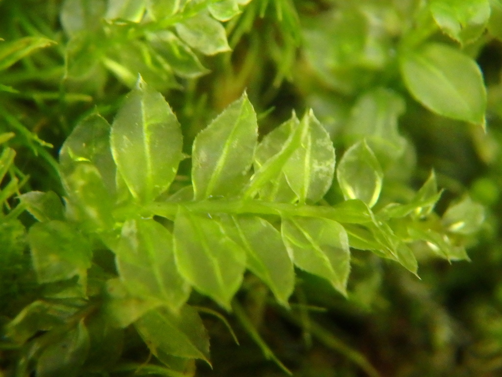 Woodsy Thyme-moss from Alger County, MI, USA on September 27, 2021 at ...