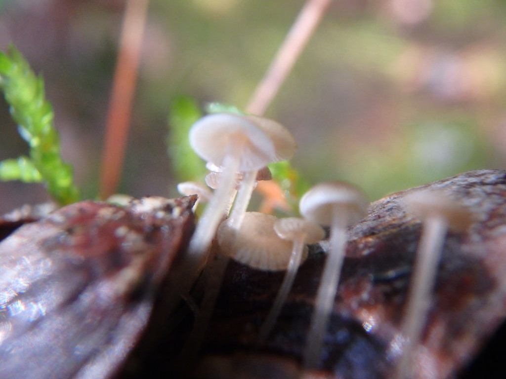 Conifercone Cap from Alger County, MI, USA on September 27, 2021 at 10: ...