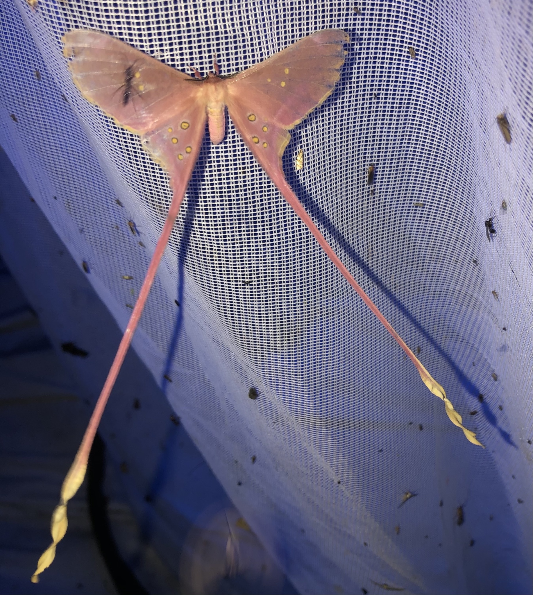 Eudaemonia argus Fabricius, 1781