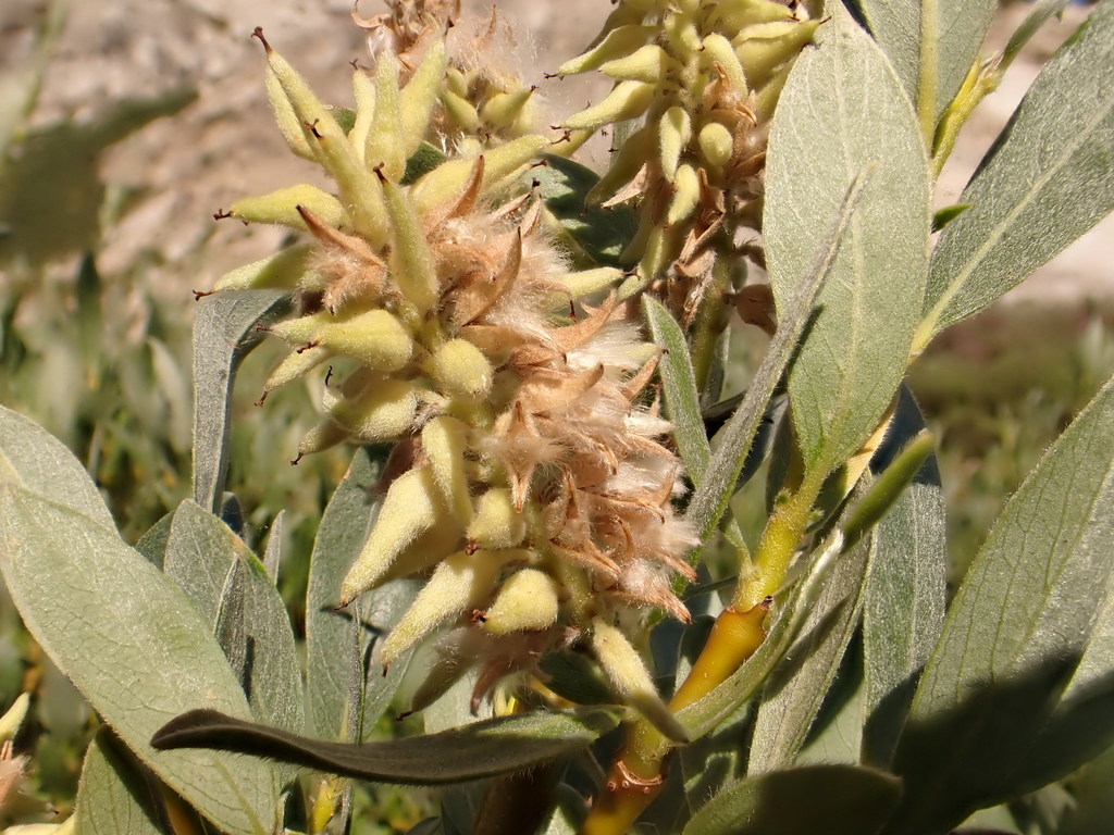 Wolf's Willow from Overland Lake area, Ruby Mountains, Elko County ...