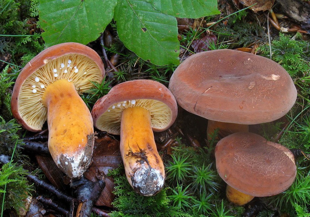 Weeping Milk Cap (Connecticut Foraging) · iNaturalist