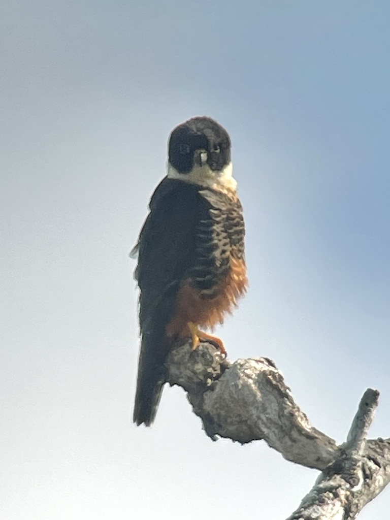 Bat Falcon from Jaguarundi Trail, Alamo, TX, US on December 20, 2021 at ...