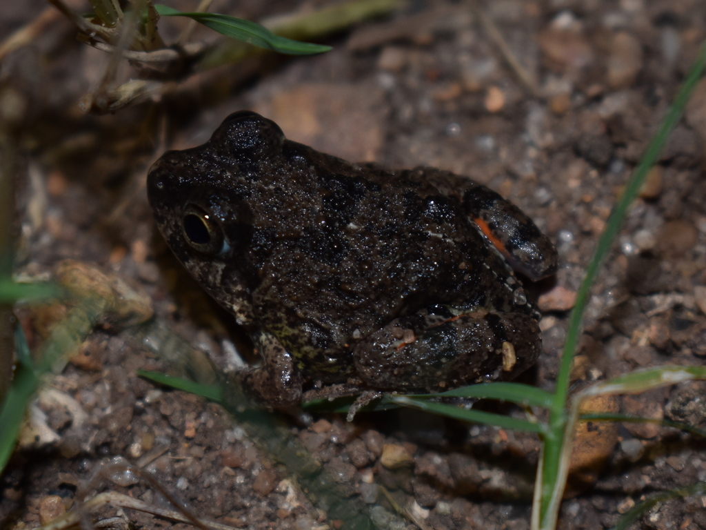 Colombian Four-eyed Frog from Nueva Granada, Galeras, Sucre, Colombia ...