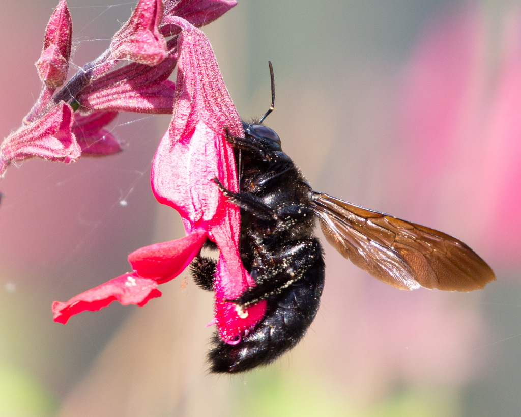 Valley Carpenter Bee in April 2018 by Tracey Fandre · iNaturalist
