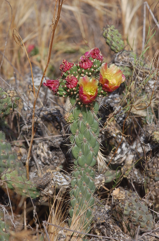 California Cholla (Plunge Creek) · iNaturalist