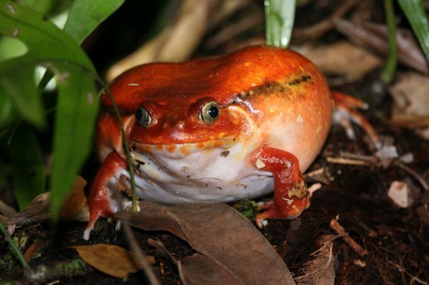 Tomato Frog in July 2008 by novvictan · iNaturalist