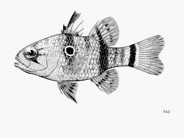 Twobelt Cardinalfish (Apogonichthyoides taeniatus) - Marine Life ...